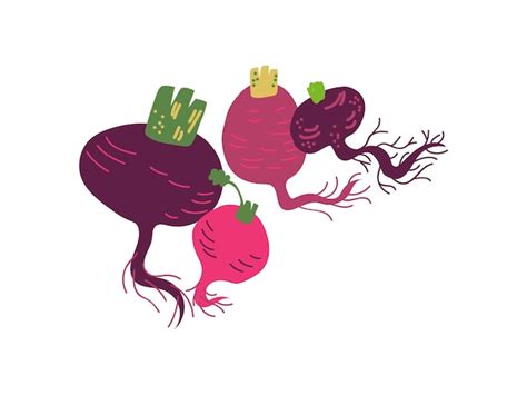 Premium Vector Different Beetroot Varieties Fresh Vegetable Organic