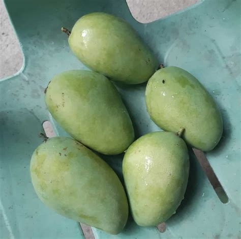 Philippine Mango Fruit