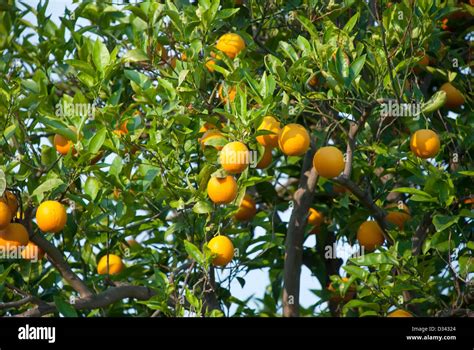 Orange Fruit Tree With Ripe Oranges Stock Photo Alamy