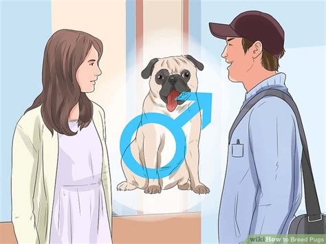 How To Breed Pugs With Pictures WikiHow