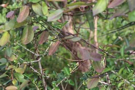 Hemidesmus Indicus Eflora Of India
