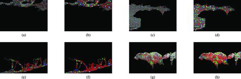 Each Set Of Images Contain Sampling Of Segmented Region With Window Download Scientific Diagram