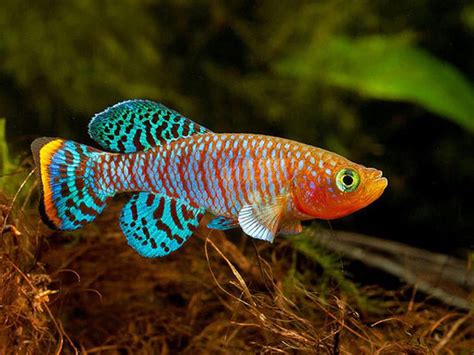 Top 10 Loại Cá Kiểng Mini đẹp Xuất Sắc Tại Việt Nam