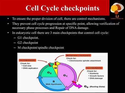 Cell Cycle Checkpoints Pptx Biological Sciences Science