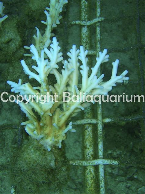 Bali Aquarium