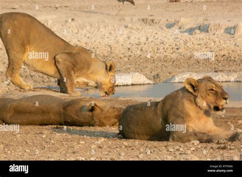 Three Female Lions Watering Hole One Drinking Morning Etosha National Park Namibia Africa Stock