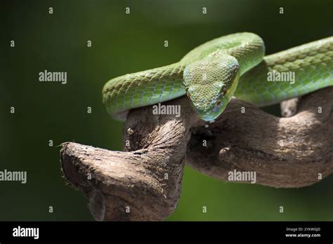 White Lipped Island Pit Viper Trimesurus Insularis On The Tree Branch
