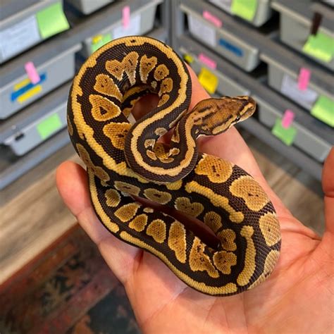 Redhead Spotnose Orange Dream Pos Het Clown Ball Python By Easy Day Morphs