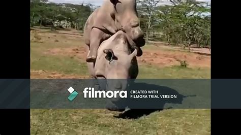 Rhinos In The Wild Have Sex Gone Wrong Rhino Charged Man Youtube