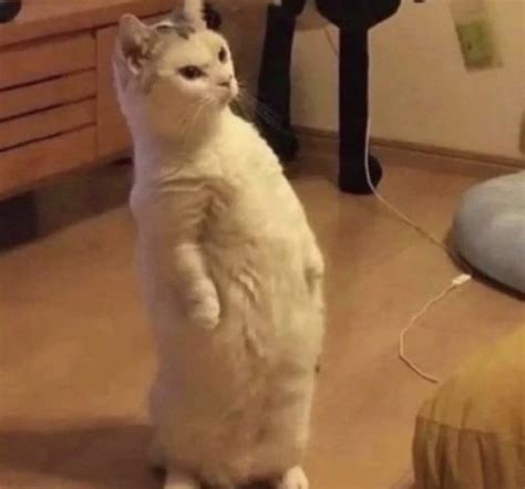 Kelakuan Kucing Lucu Lagi Ngambek