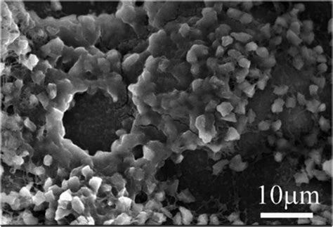 Microstructure Of The Bayer Red Mud Download Scientific Diagram