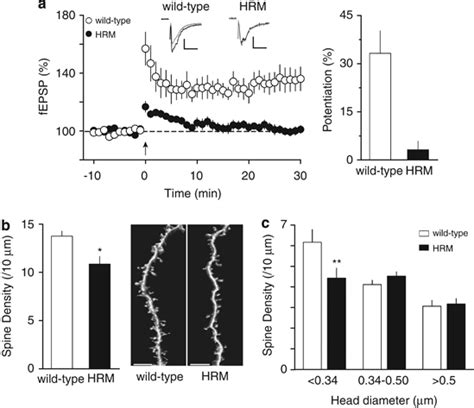 Functional And Structural Deficits At The Prefrontal Cortex Synapses Of Download Scientific