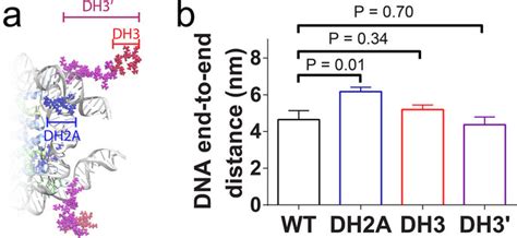 Impact Of Tail Truncation A Truncated Sites Of H3ntt Dh3 And Dh3′ Download Scientific