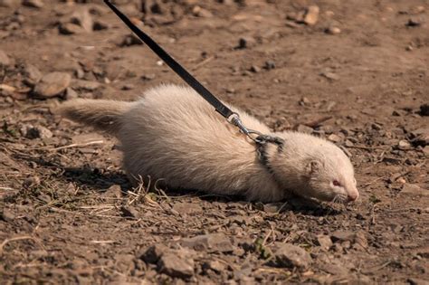 Premium Photo High Angle View Of Mongoose On Field