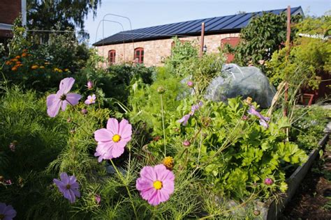 Blommor mitt bland grönsakerna Lev som en bonde Niklas Kämpargård