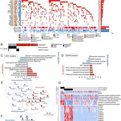 The Proteomic Subtypes Of Diffuse Gliomas A Consensus Clustering Download Scientific Diagram