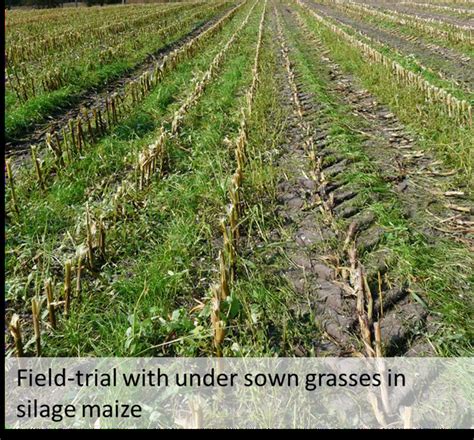 Holistic Approach High Quality Seed Propagation And Groundwater Protection Encyclopedia Pratensis