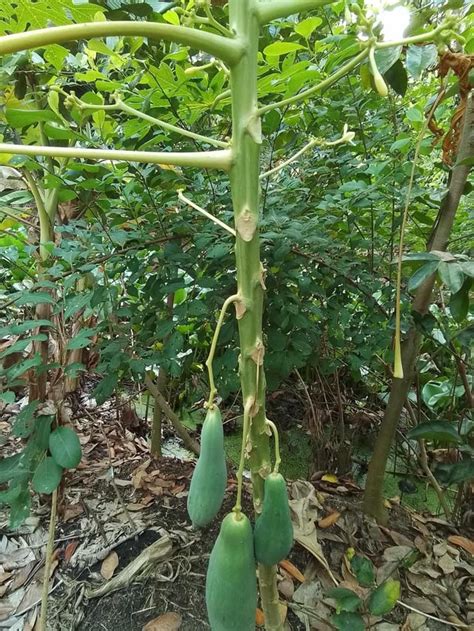 What Sex Is This Papaya Rwhatsthisplant