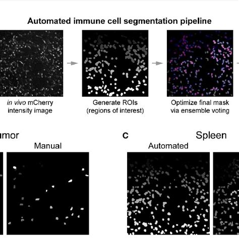 automated immune cell segmentation pipeline to analyze in vivo