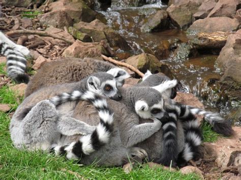 Group Of Ringtail Lemur Free Image Peakpx