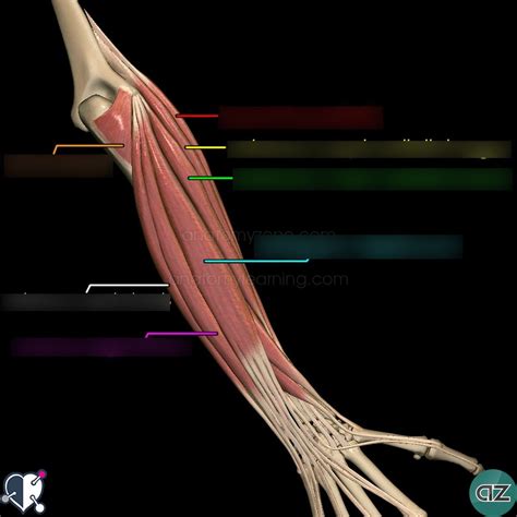 Forearm Extensors Superficial Layer And Details Diagram Quizlet