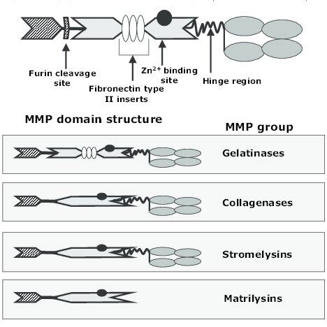 MMP Domain Structure Download Scientific Diagram
