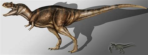 91 Albertosaurus Premax Tooth Alberta Disposition 000028 29