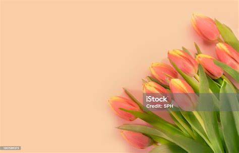 파스텔 배경에 분홍색 튤립 꽃봄 부활절 구성 발렌타인 데이 생일 해피 우먼스 데이 어머니의 날 컨셉 플랫 레이 상단 뷰 복사 공간 0명에 대한 스톡 사진 및 기타 이미지