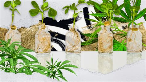 Cannabis Centralcannabis Central