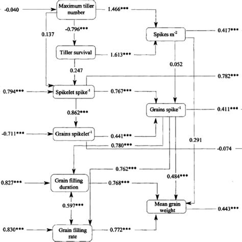 Path Coefficient Diagram Showing The Interrelationships Between Grain