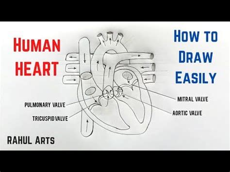 How To Draw Human Heart Easily Step By Step Structure Of Human Heart