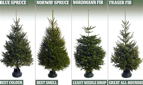 Do Nordmann Fir Trees Drop Needles