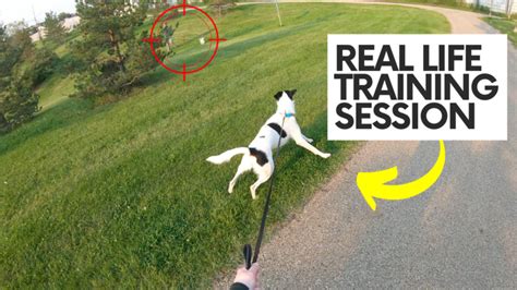 links [happyhoundsdogtraining.ca]