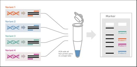Kreglinger Multiplex Pcr For Clinical Diagnosis
