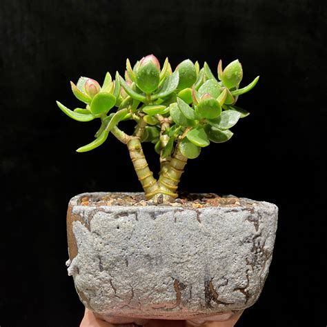 Crassula Ovata Pallida Succulents