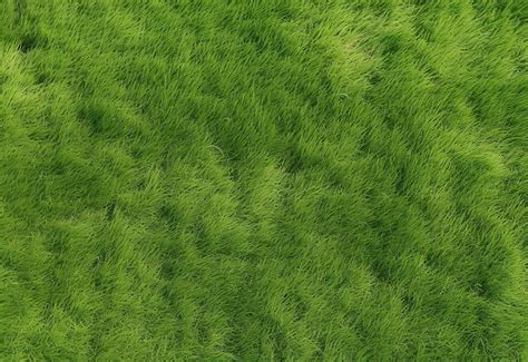 Premium Ai Image Fresh Green Grass Texture Background