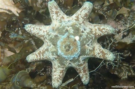 Meridiastra Calcar Eight Armed Seastar Reef Life Survey
