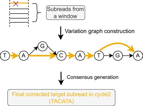 error correction for one target subread in cycle 2 the bold orange path