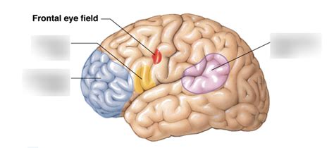 Ch 14 Association Areas And Cortices Diagram Quizlet