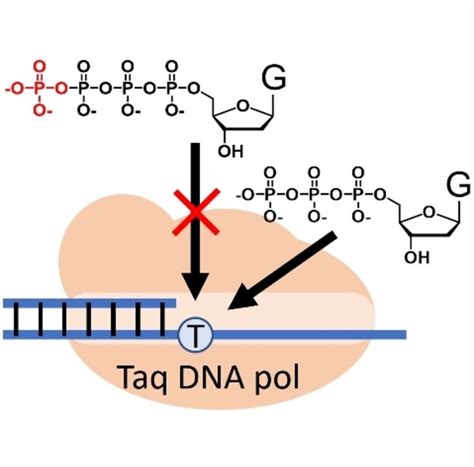 The Effect Of γ Phosphate Modified Deoxynucleotide Substrates On Pcr Activity And Fidelity