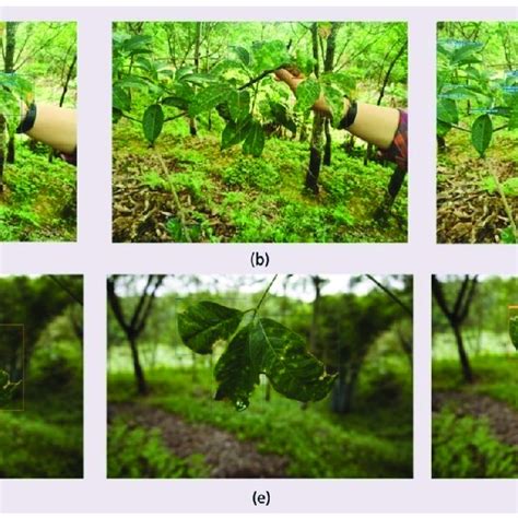 Pdf Plant Disease Recognition Model Based On Improved Yolov5
