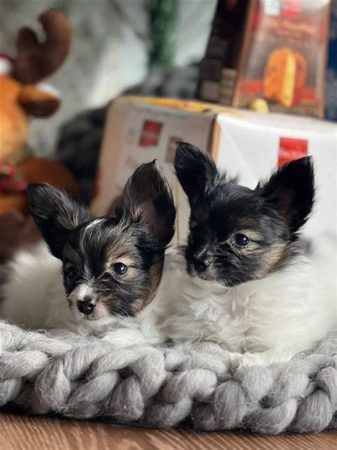 Papilon Na Prodaju Požarevac