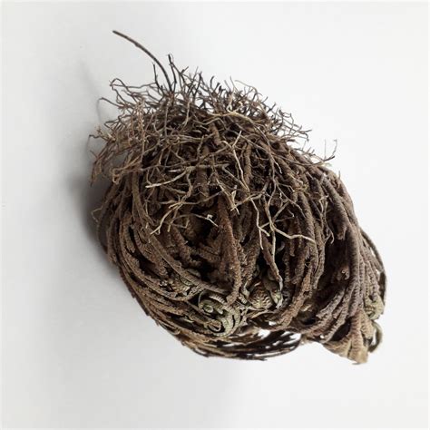 Roos Van Jericho Online Kopen Bij Hekserij