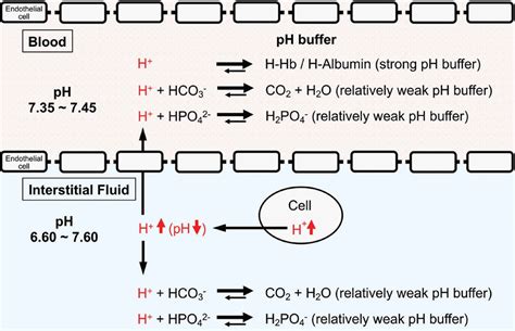 Ph‐buffering Systems In Blood And Interstitial Fluids Blood Has Strong Download Scientific Ph‐buffering Systems In Blood And Interstitial Fluids Blood Has Strong Download Scientific