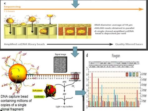 Next Generation Sequencing Technologies And Their Applications In Ornamental Crops Pptx