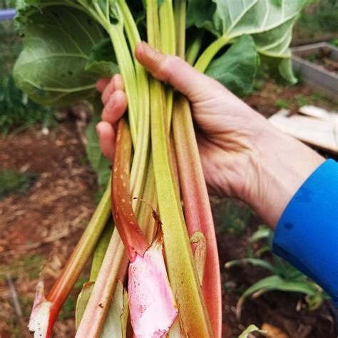 Bulbs And Live Plants Sow True Seed