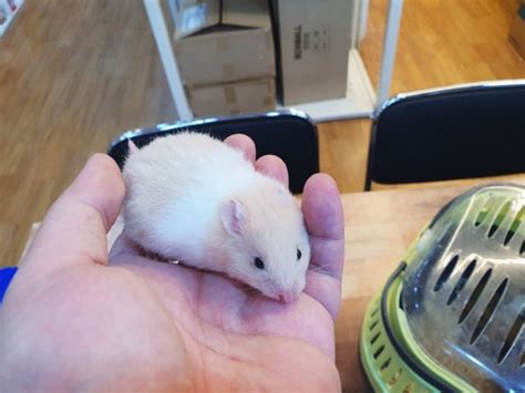 골든햄스터 분양 전문점 대구 달서구 미니펫스토리본점 네이버 블로그