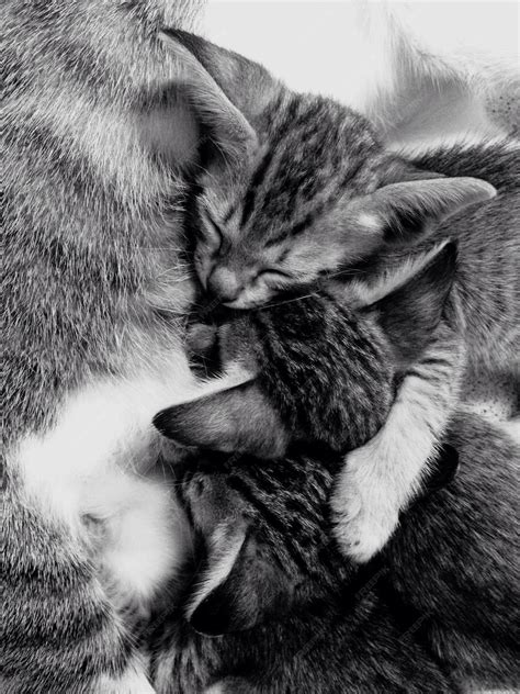 Premium Photo High Angle View Of Kittens Relaxing