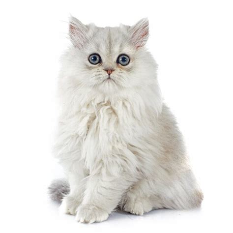 Chinchilla Cat Description Grooming Colors Traits And History