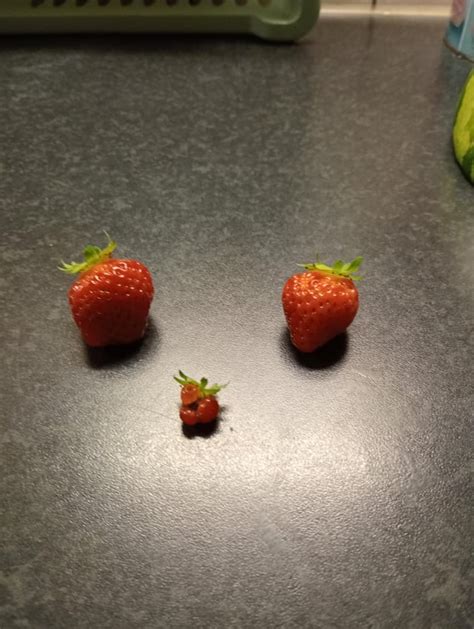 Tiny Strawberry Rfruit